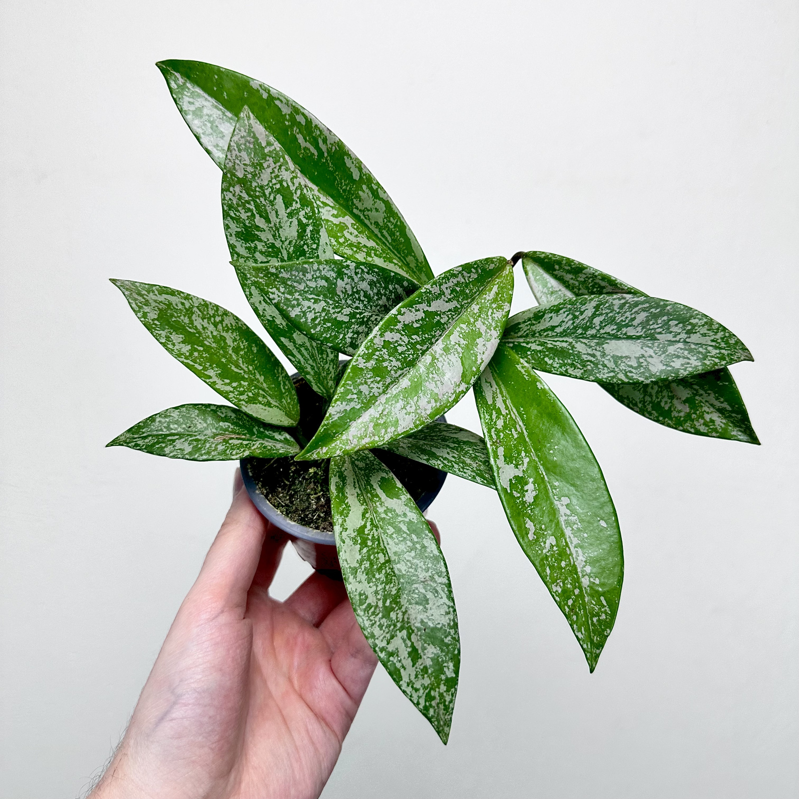 Hoya pubicalyx Splash Hoja P9 9cm | Wszystko Rośliny doniczkowe \ Hoya ...