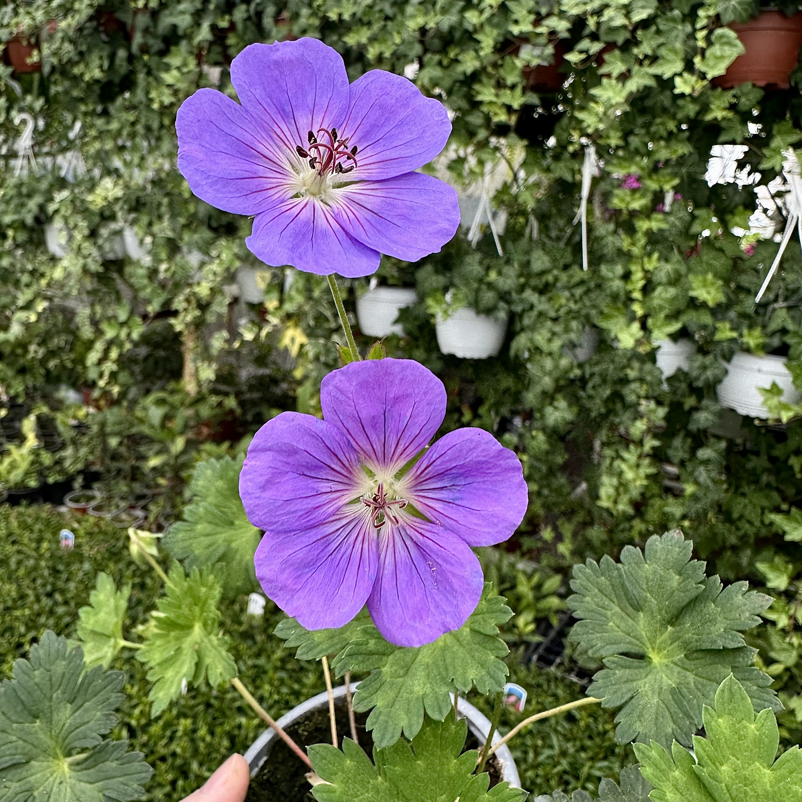 Geranium Rozanne Bodziszek Mieszańcowy | Wszystko Rośliny rabatowe i ...