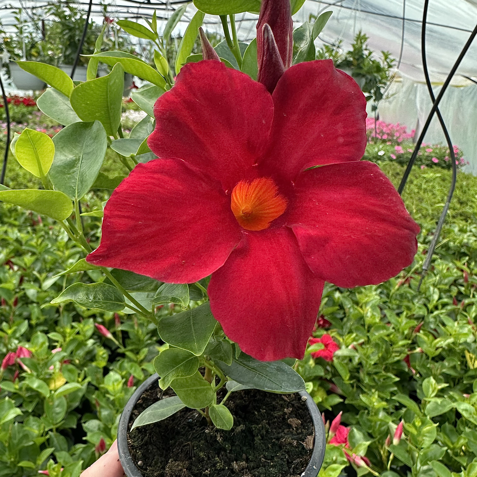 Mandevilla Sundaville Red Dipladenia Czerwona | Wszystko Rośliny ...