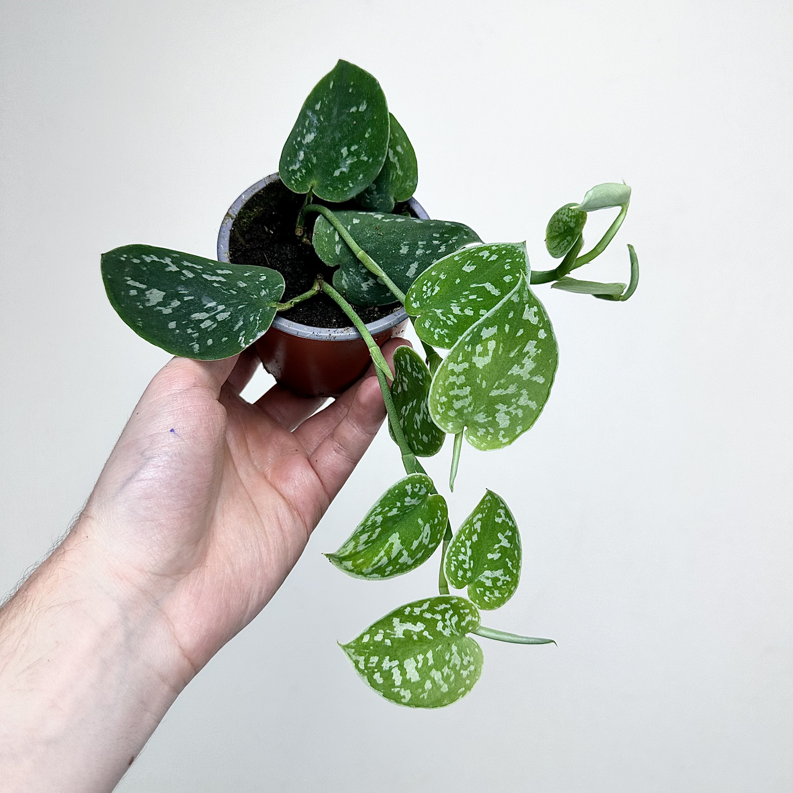 Scindapsus Pictus Argyraeus Scindapsus pstry P9 9cm | Wszystko Rośliny ...