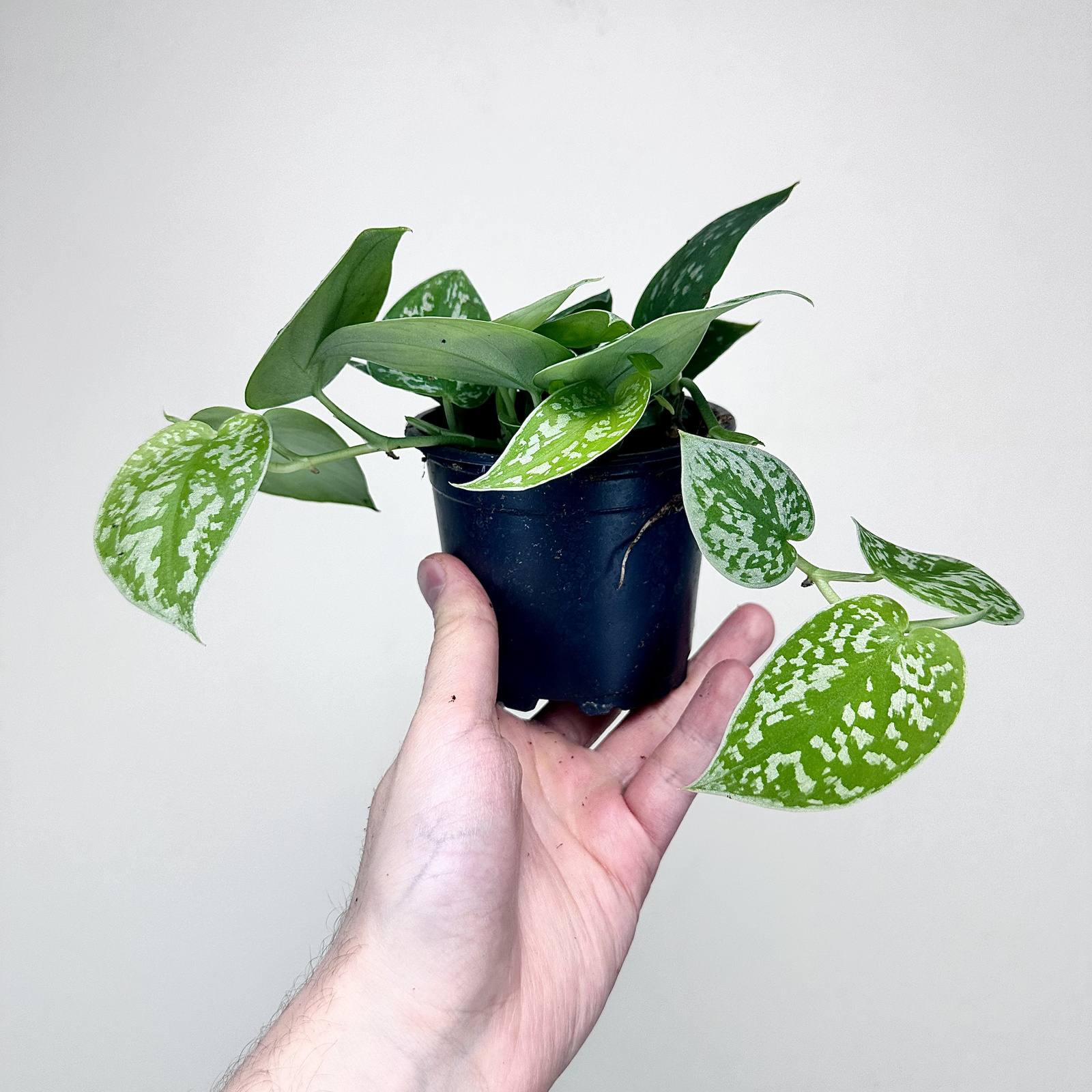 Scindapsus Pictus Argyraeus Scindapsus pstry P11 11cm | Wszystko ...