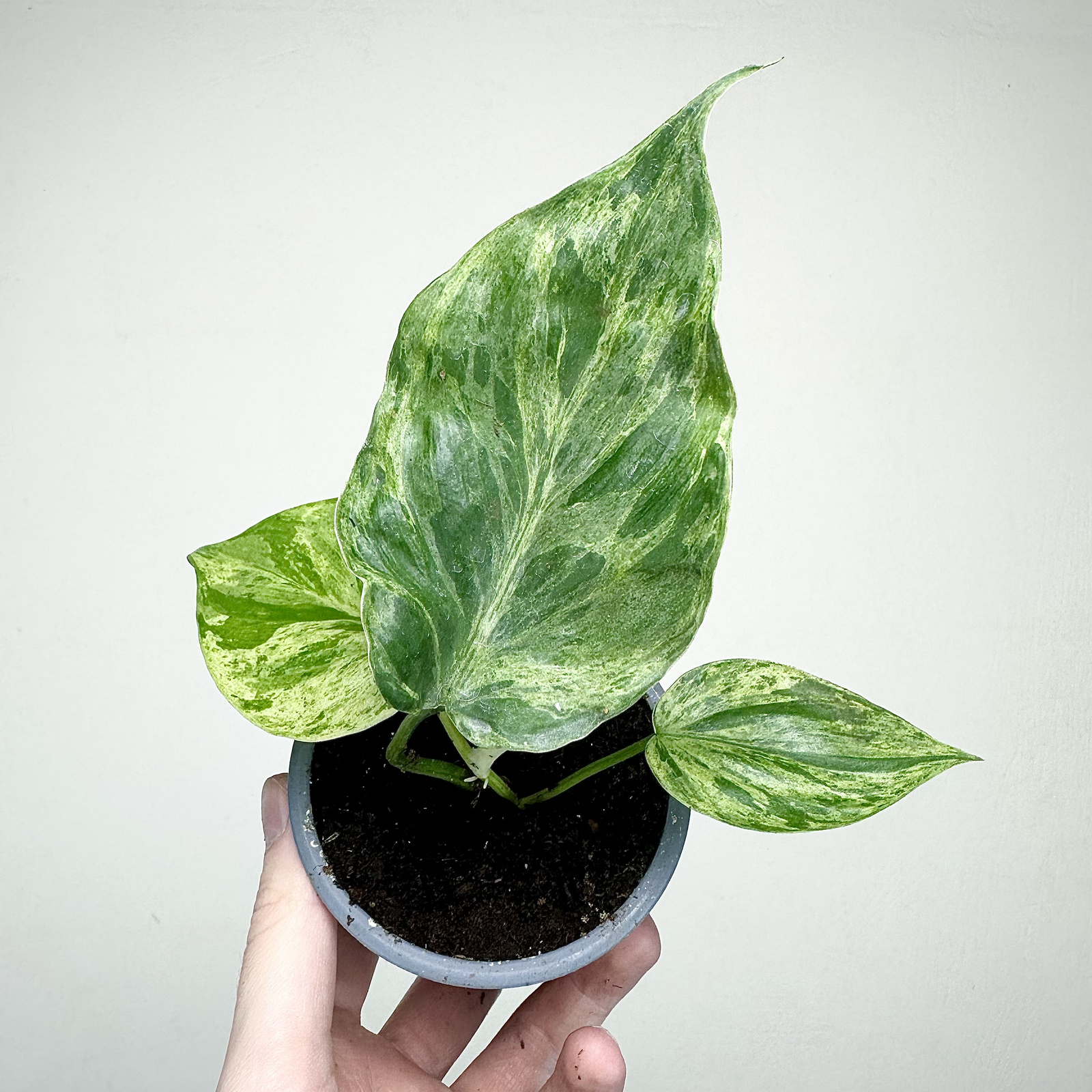 Philodendron hederaceum Oxycardium Variegata Filodendron P9 | Wszystko ...