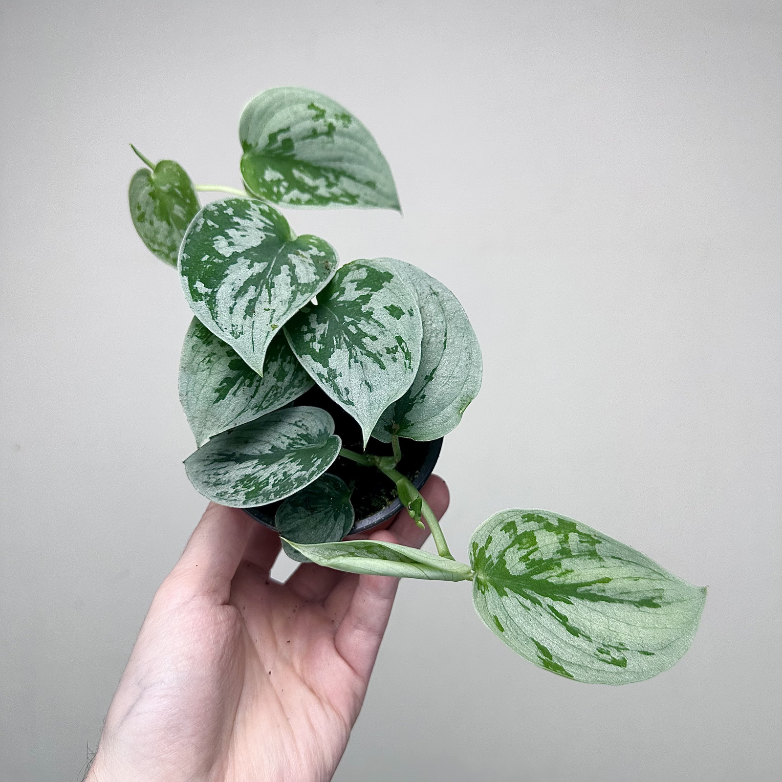 Scindapsus pictus Silver Ann Scindapsus pstry P9 | Wszystko Rośliny ...