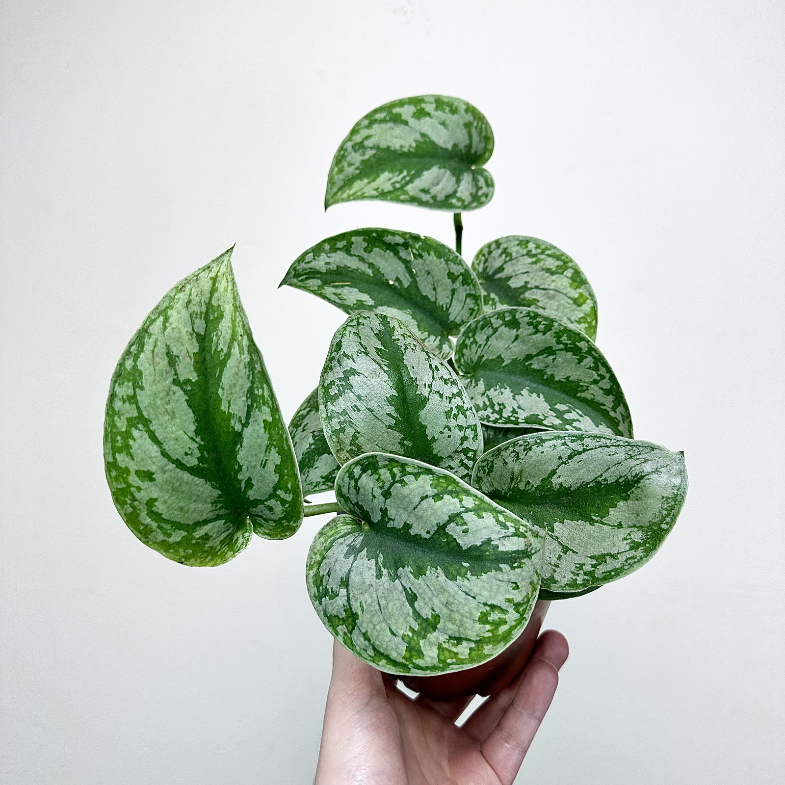 Scindapsus Pictus Trebie Scindapsus pstry P12 12cm | Wszystko Rośliny ...