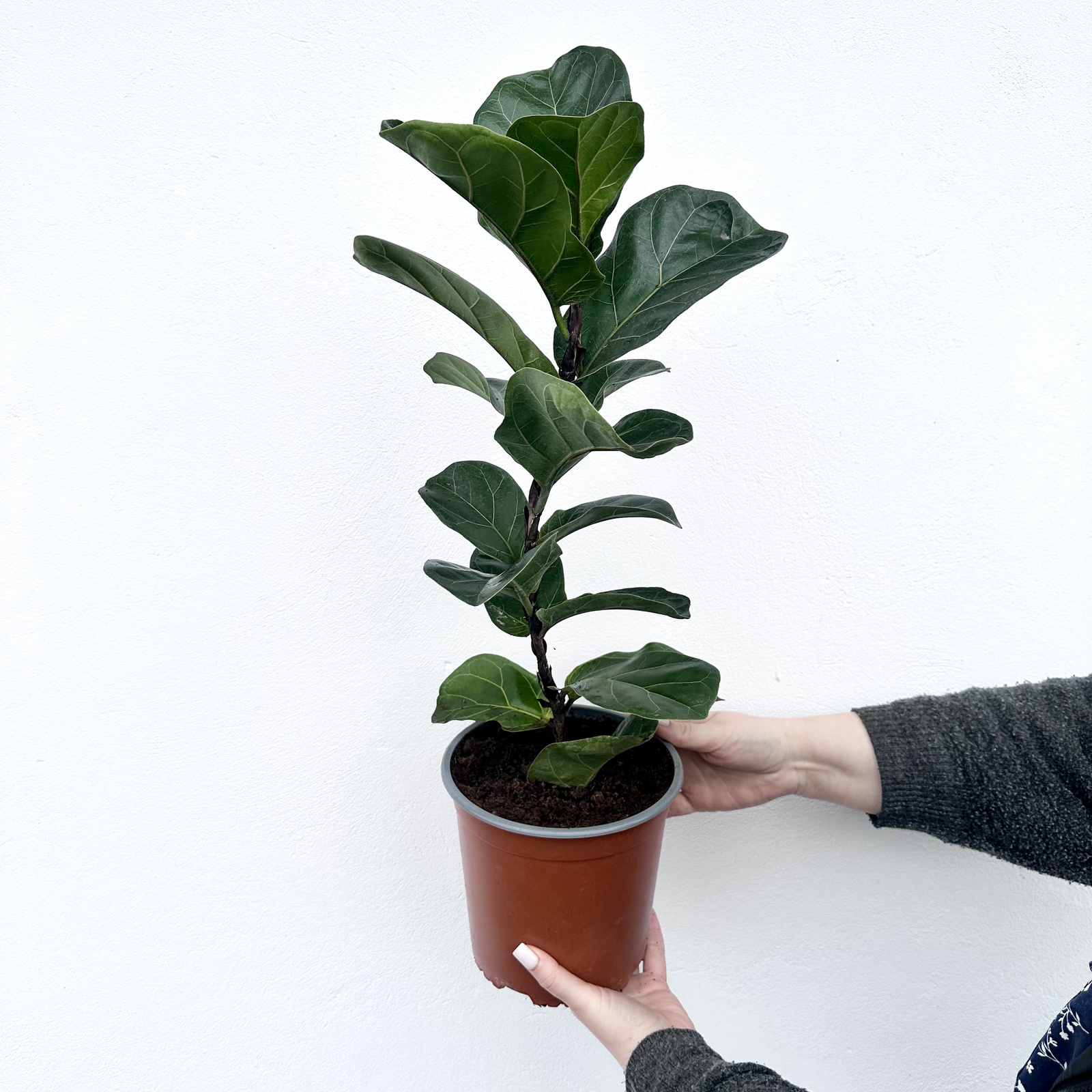 Ficus Lyrata Bambino Fikus Dębolistny Figowiec P17 17cm | Wszystko ...